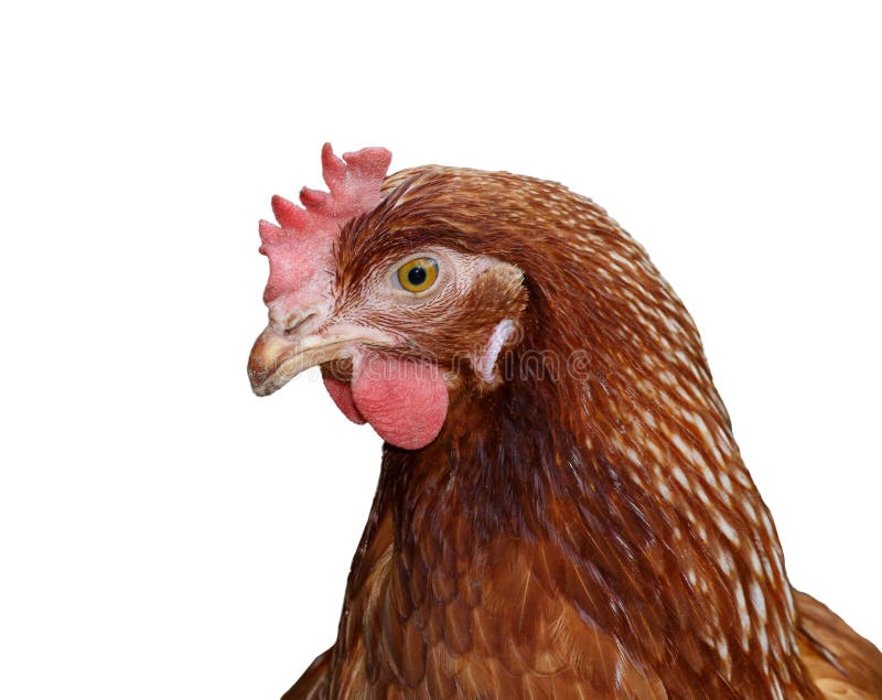 Brown head hen isolated stock photo. Image of look, agriculture - 60764074