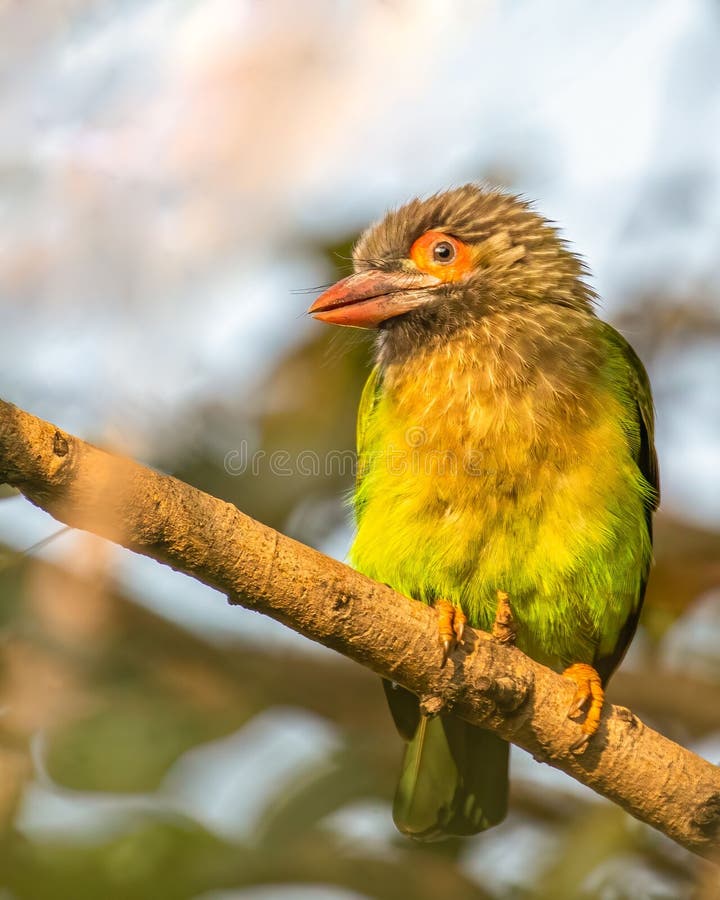 Brown Headed Barbet Perched on a Tree Stock Image - Image of wildlife ...