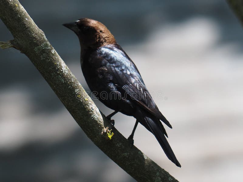 Brown-headed cow bird stock image. Image of wing, bird - 218963837