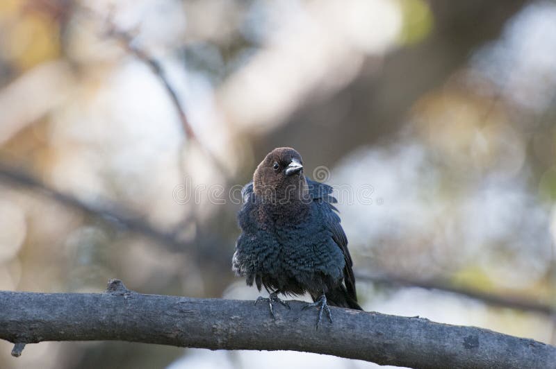 Brown headed cow bird stock photo. Image of headed, nature - 40635440