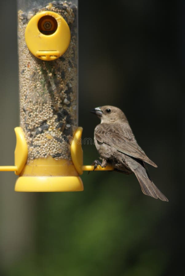 Brown-headed Cowbird stock photo. Image of molothrus - 274257952