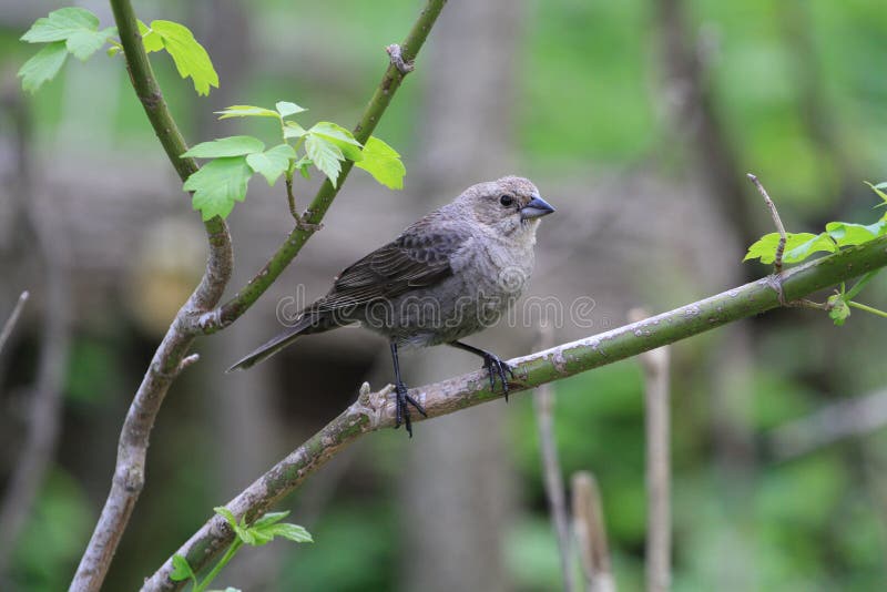 Brown-headed Cowbird Female Stock Image - Image of tree, beak: 72328689