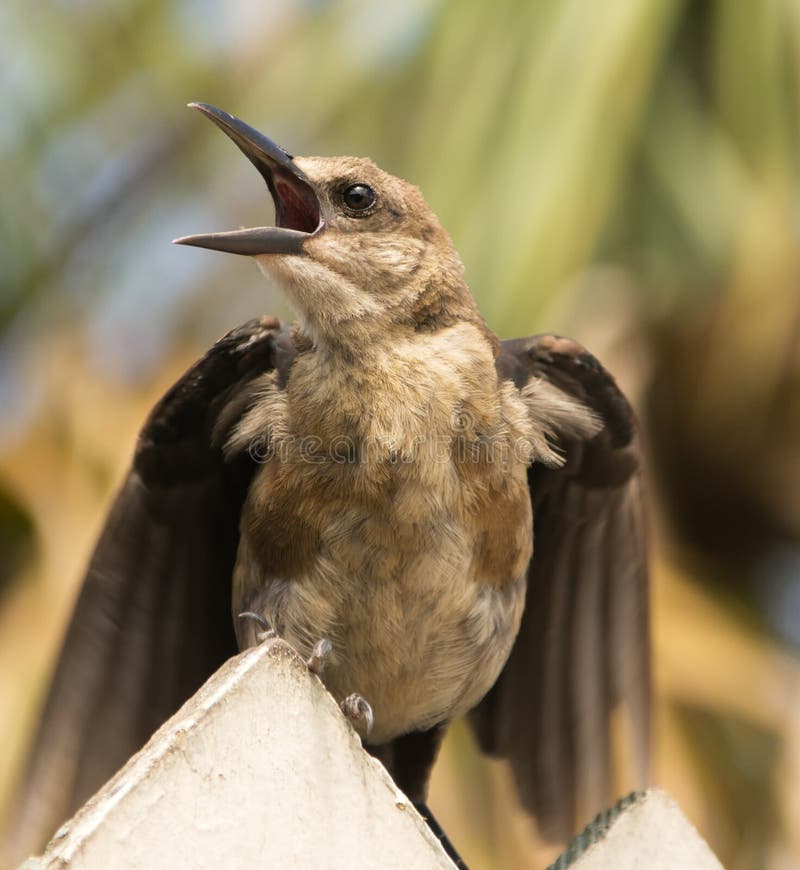 Brown Headed Cowbird Squawking Stock Image - Image of everglades ...