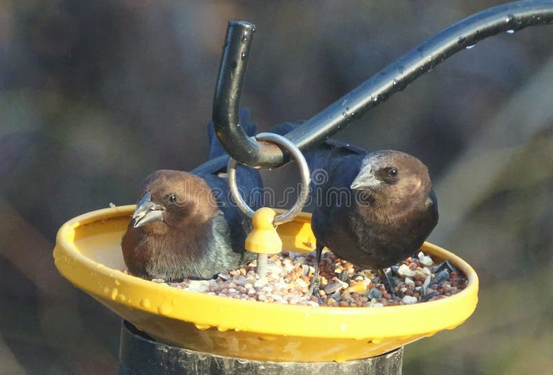 Brown-headed Cowbirds and House Finches Eating Seeds on the Bird Feeder ...