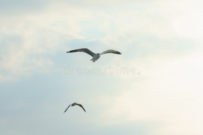 Brown-headed Gull is Flying on the Sky Stock Image - Image of close ...