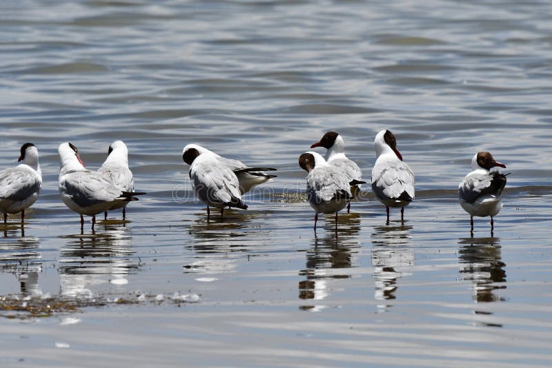 Brown-headed Gulls Chroicocephalus Brunnicephalus on the Shore of Lake ... Brown-headed Gulls Chroicocephalus Brunnicephalus on the Shore of Lake ...