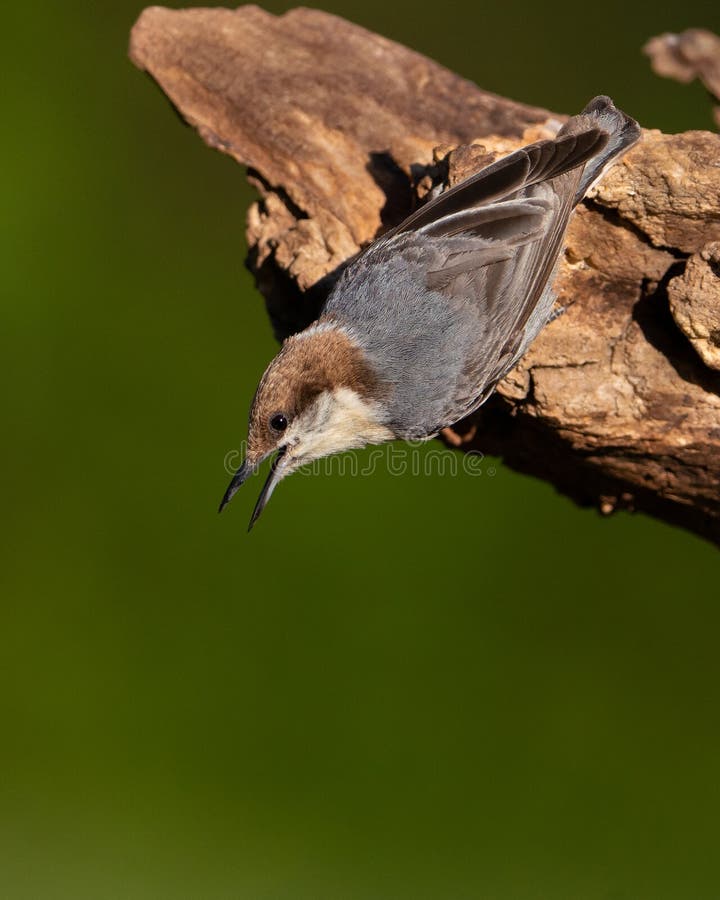 Brown-headed Nuthatch stock image. Image of carolina - 274025531