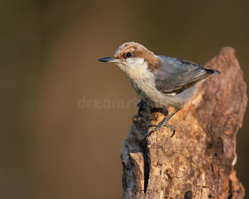 Brown-headed Nuthatch stock photo. Image of head, birdwatching - 273059286
