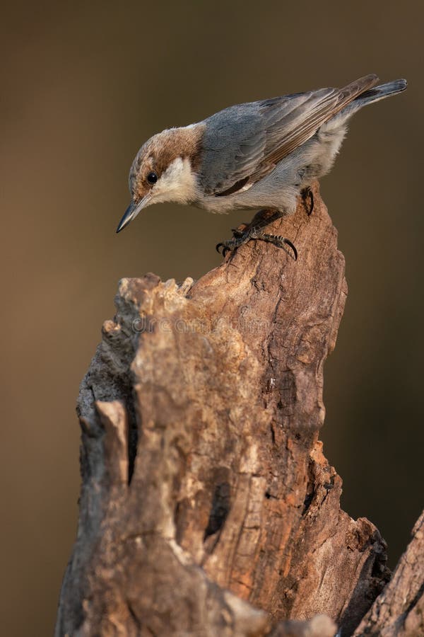 Brown-headed Nuthatch stock image. Image of nuthatch - 273059331