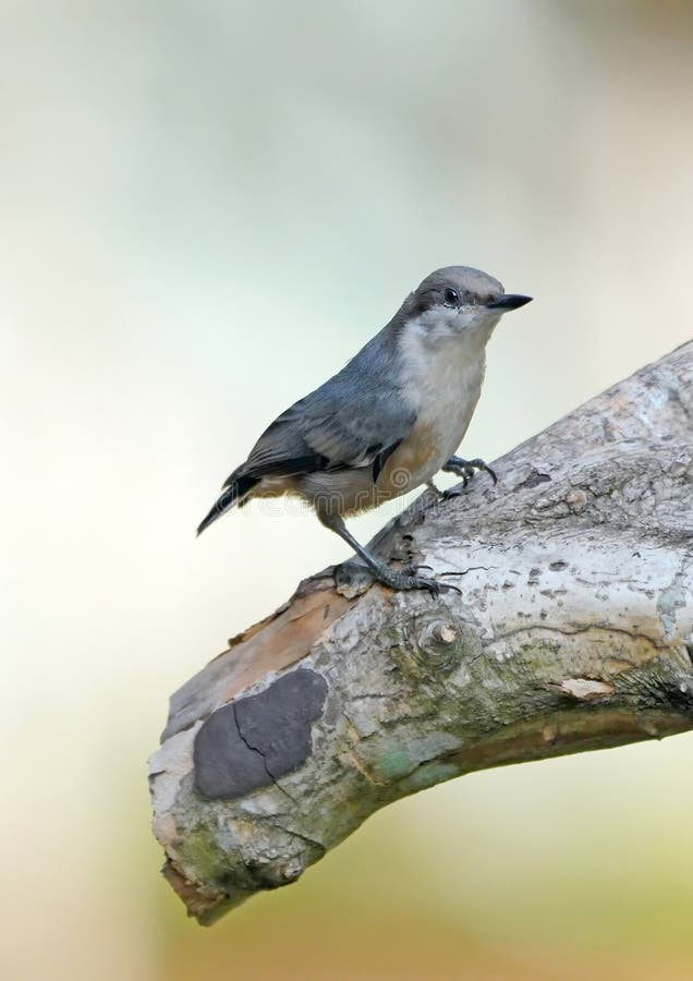 Brown-headed Nuthatch stock image. Image of twig, tree - 344699355