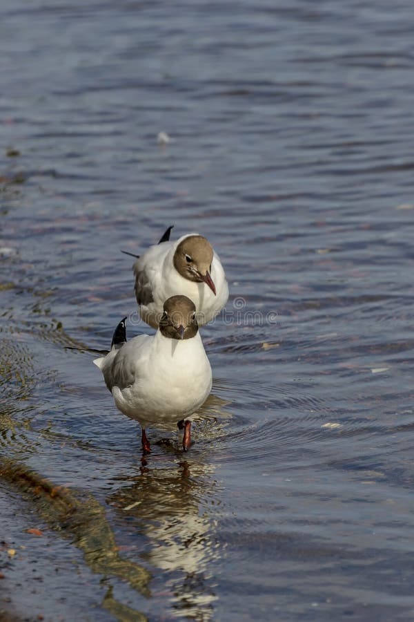 Brown-headed River Gull on the Banks of the Neva River Stock Photo ...