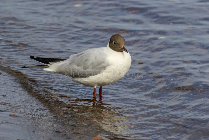 Brown-headed River Gull on the Banks of the Neva River Stock Image ...
