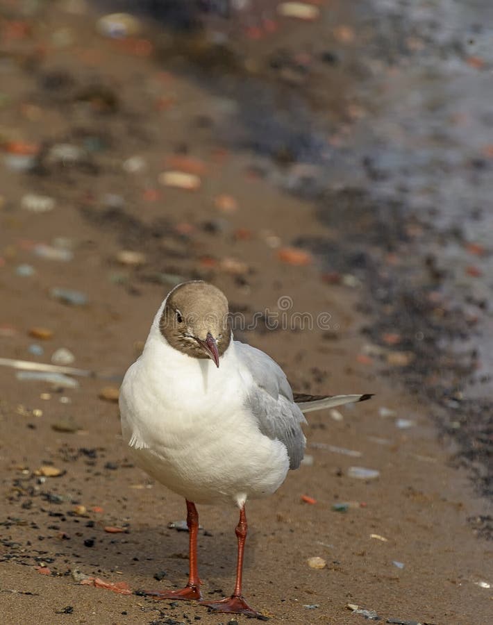 Brown-headed River Gull on the Banks of the Neva River Stock Image ...