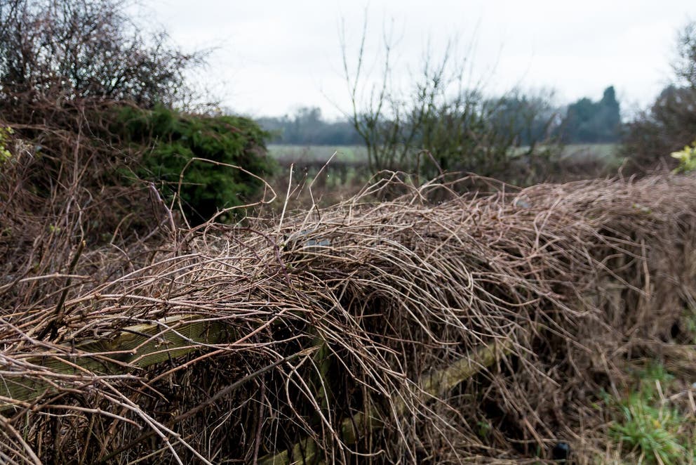 Brown Hedge stock photo. Image of hedge, farming, fields - 106769808