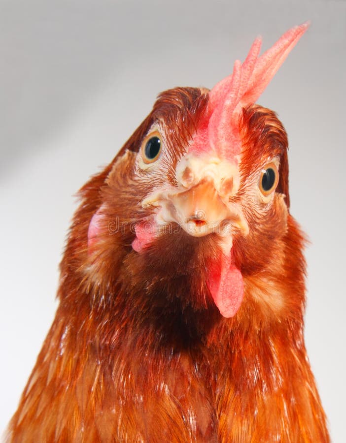 Brown hen stock photo. Image of beak, close, portrait - 17661450
