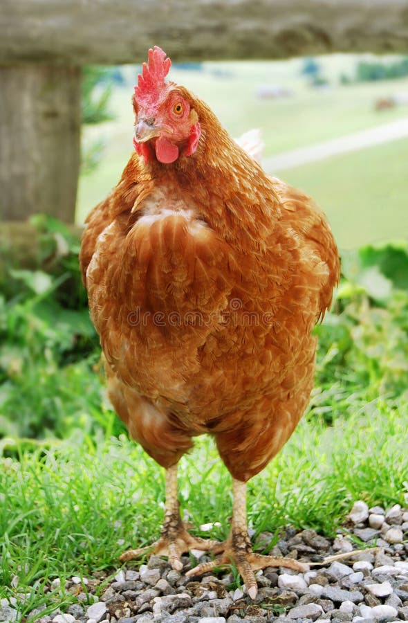 Brown hen stock image. Image of meadow, agriculture, domestic - 21723455
