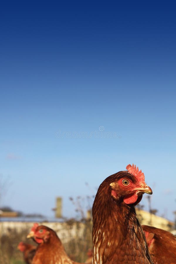 Chicken Staring Directly at the Camera Stock Photo - Image of staring ...