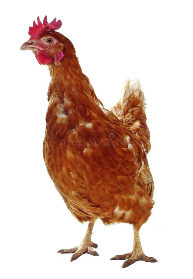 Close Up Side View of Beautiful Brown Female Chicken Hen Isolate Stock ...