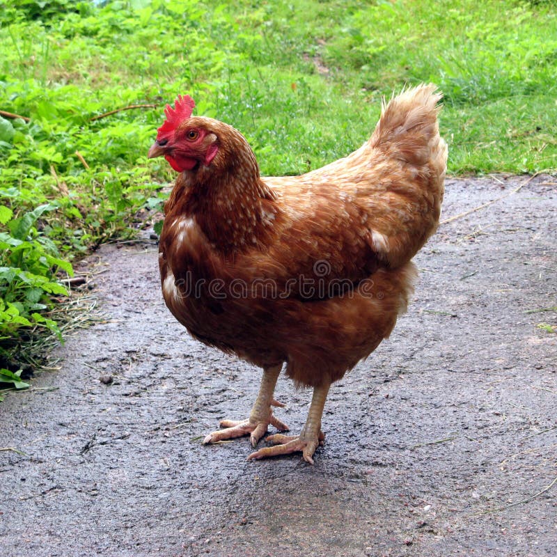 Two Hens on the Green Meadow Stock Image - Image of meadow, country ...