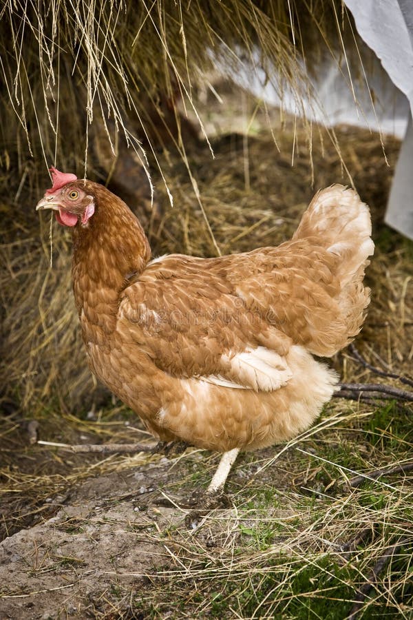 Brown hen stock photo. Image of animal, villa, outdoor - 3555202