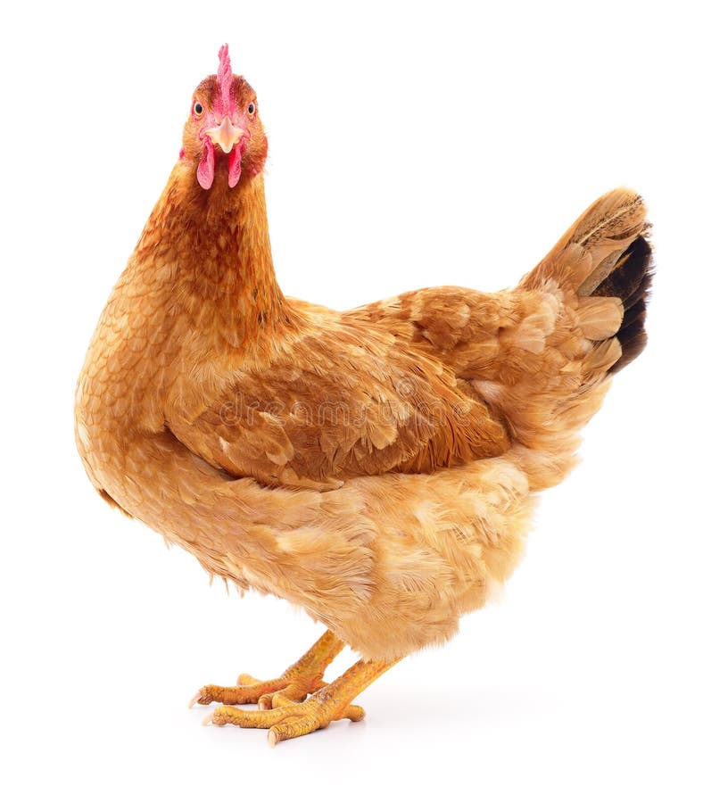 Brown hen . stock image. Image of livestock, nature, domestic - 86407027