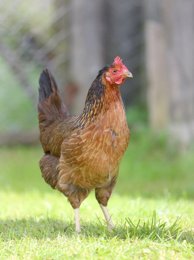 Brown Hen. Chicken Farm. Homemade Poultry. Rustic Look. Stock Photo ...