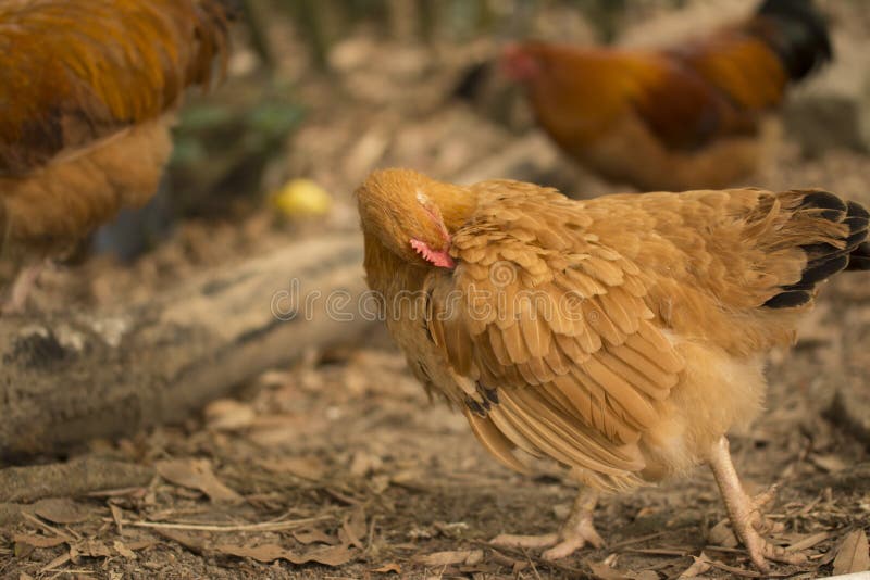 A Brown Hen Cleaning Feather Stock Photo - Image of fowl, brown: 60472850