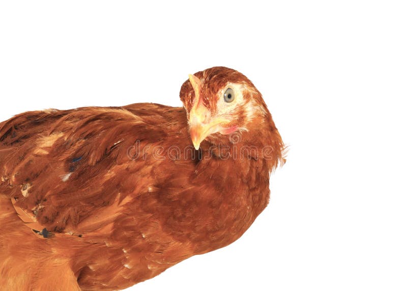 Hypnotized hen stock image. Image of real, animal, orange - 27564049