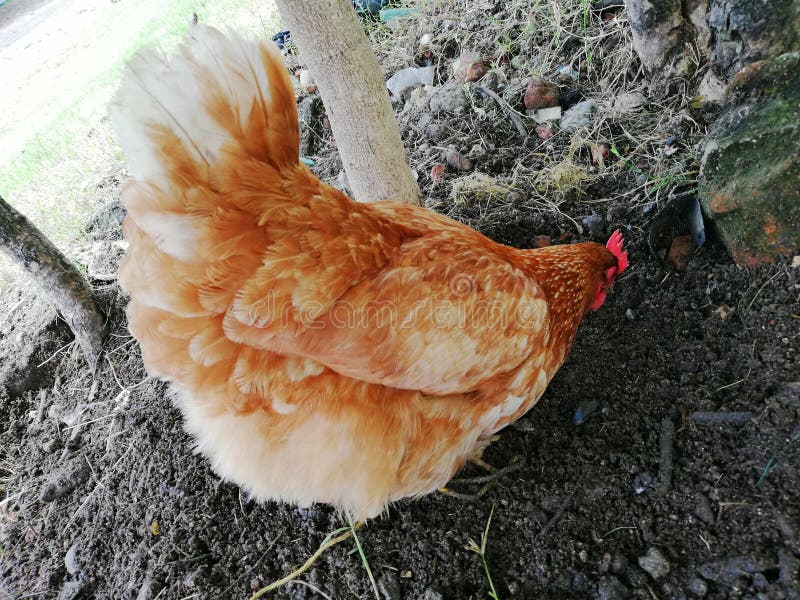 318 Hen Stones Stock Photos - Free & Royalty-Free Stock Photos from ...