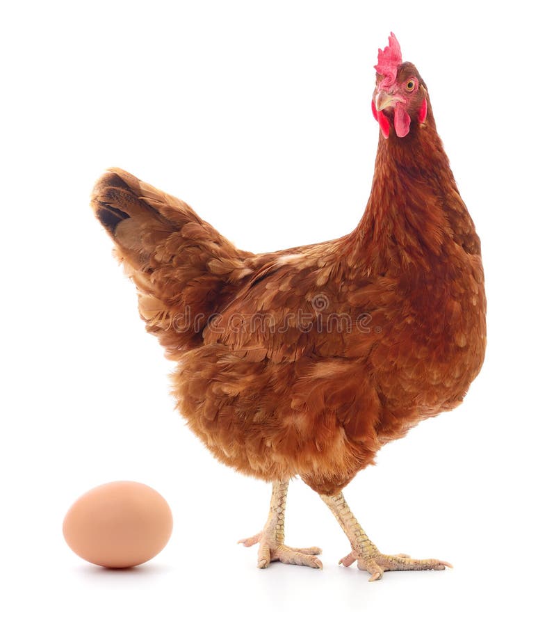 Brown hen with egg. stock photo. Image of domestic, poultry - 121595698
