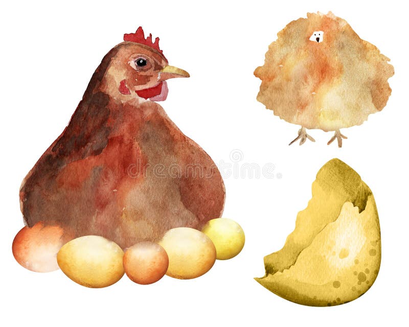 Brown Hen with Eggs Easter Chicken and Golden Shell Watercolor Illustration Stock Illustration ...
