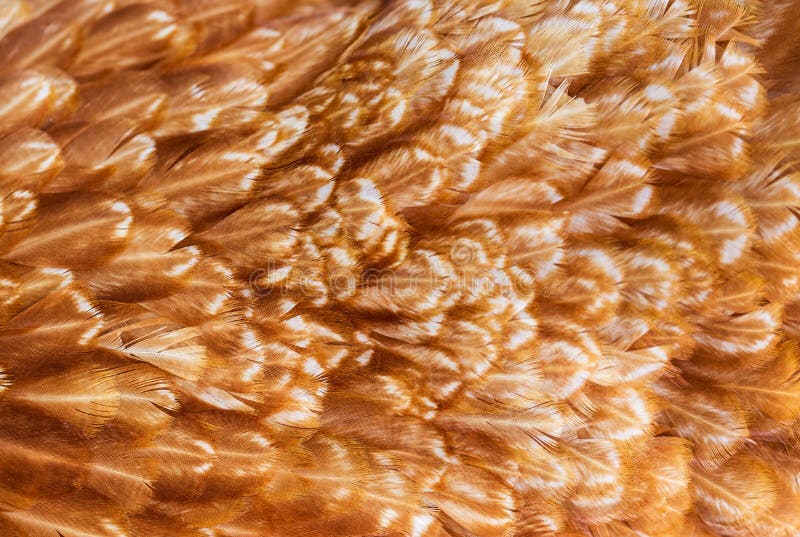 Macro Shot Of A Brown Hen Feather Stock Photo - Image of adorn ...