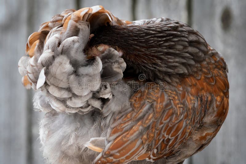Brown Hen with Speckled Feathers Proudly Walks on the Wooden Board ...