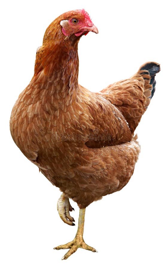 Brown Hen Isolated on White, Studio Shot. Stock Photo - Image of ...