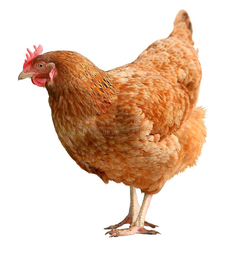 Brown Hen Isolated on White, Studio Shot. Stock Photo - Image of ...
