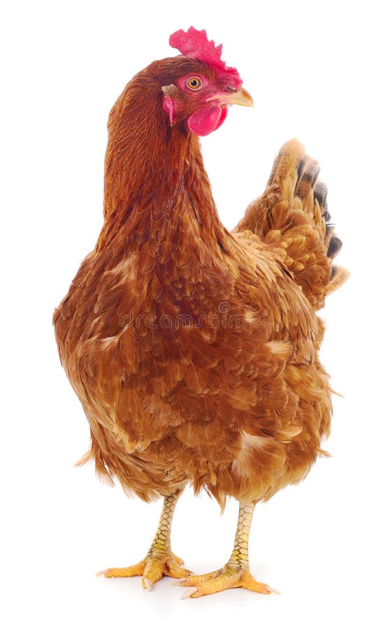 Brown hen isolated stock image. Image of chick, feather - 139308165