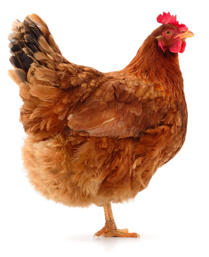 Brown hen isolated stock photo. Image of female, domestic - 277364406