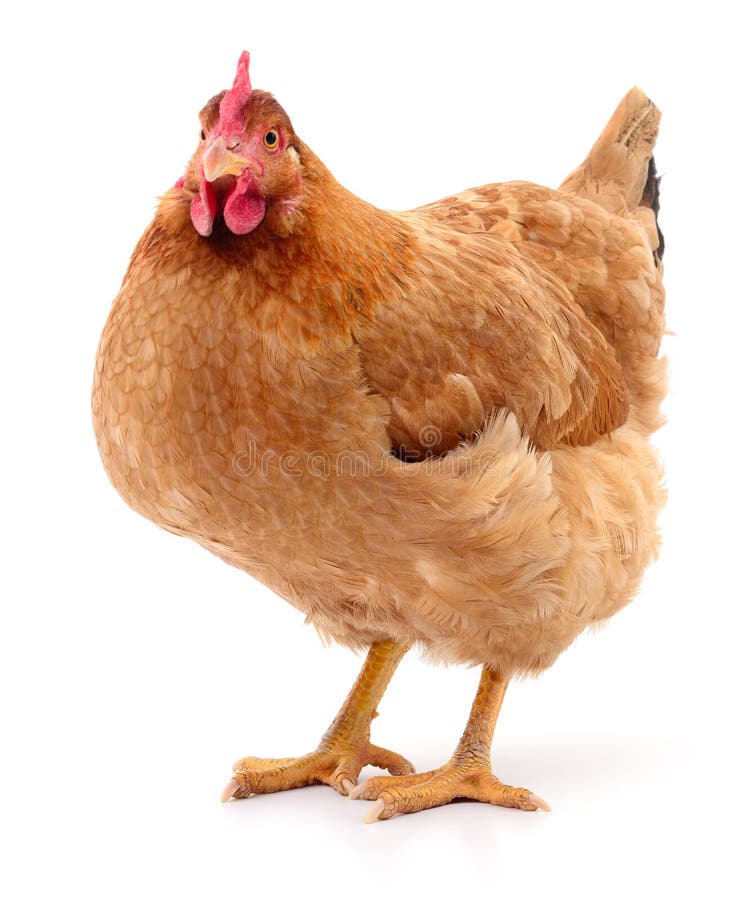 Brown hen isolated stock photo. Image of female, domestic - 277364406