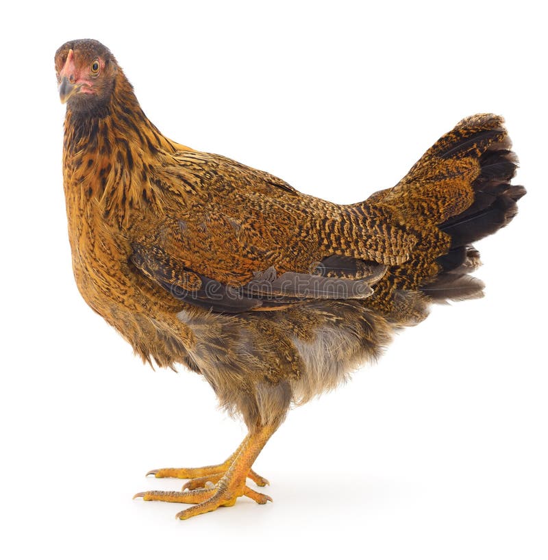 Brown hen isolated stock photo. Image of chicken, animals - 266014946