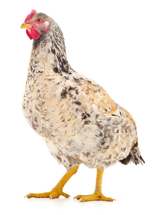 Brown hen isolated stock photo. Image of female, domestic - 277364406
