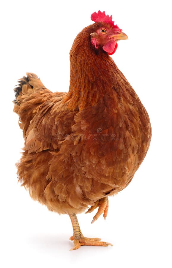 Brown hen stock photo. Image of white, feathers, farm - 41920432