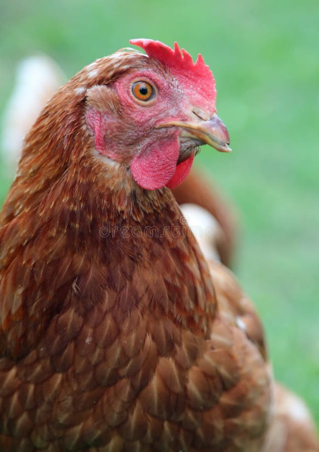 Brown Hen Looking at Camera Stock Photo - Image of bird, bill: 231531442