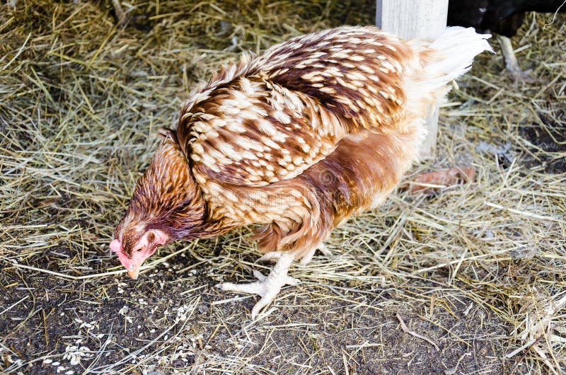 Messy Hay Animals Stock Photos - Free & Royalty-Free Stock Photos from ...