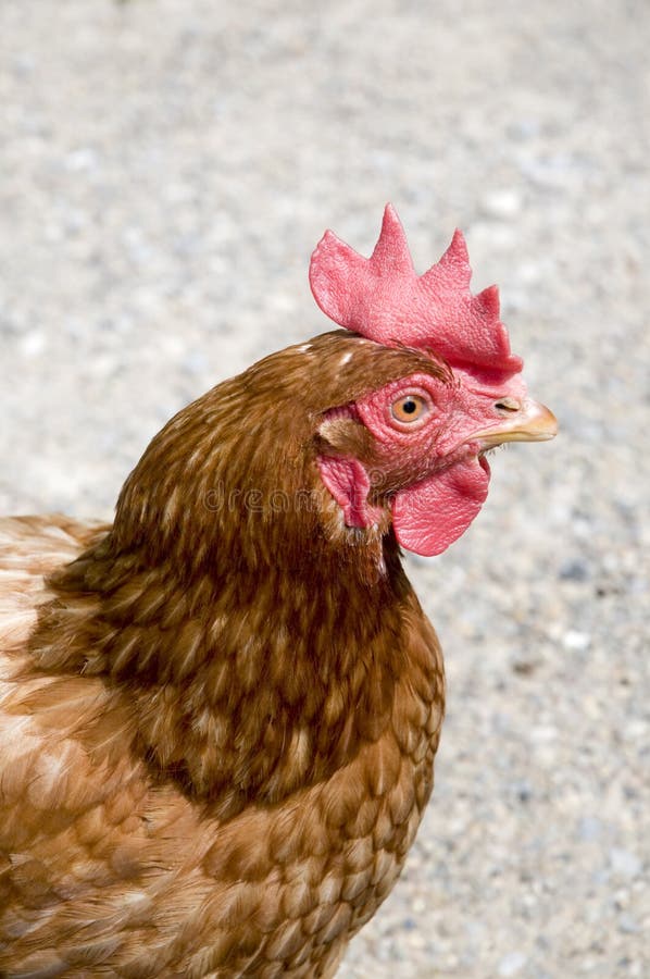 Brown Hen stock photo. Image of countryside, comb, chicken - 42388632