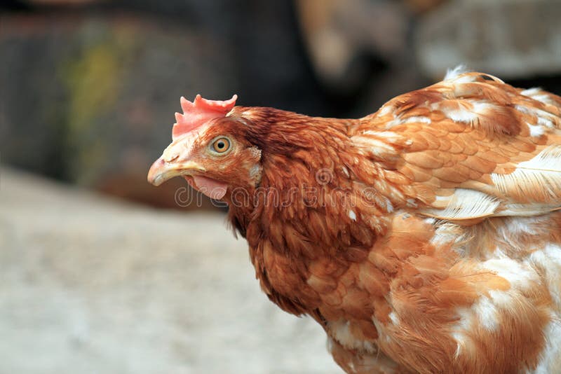 One Hen in Front of Her Group Stock Photo - Image of livestock, farming ...