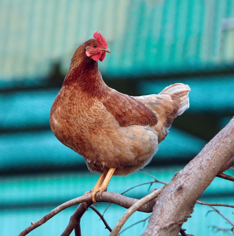 Brown Hen in Pose of the Tree Stock Photo - Image of chicken, chick ...