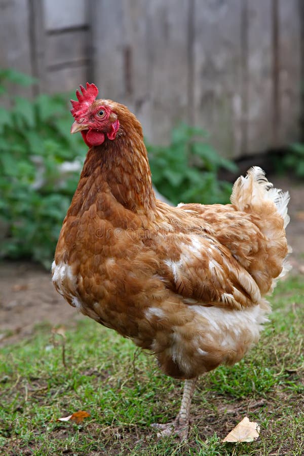 Brown hen stock image. Image of outdoor, live, alive - 49834011