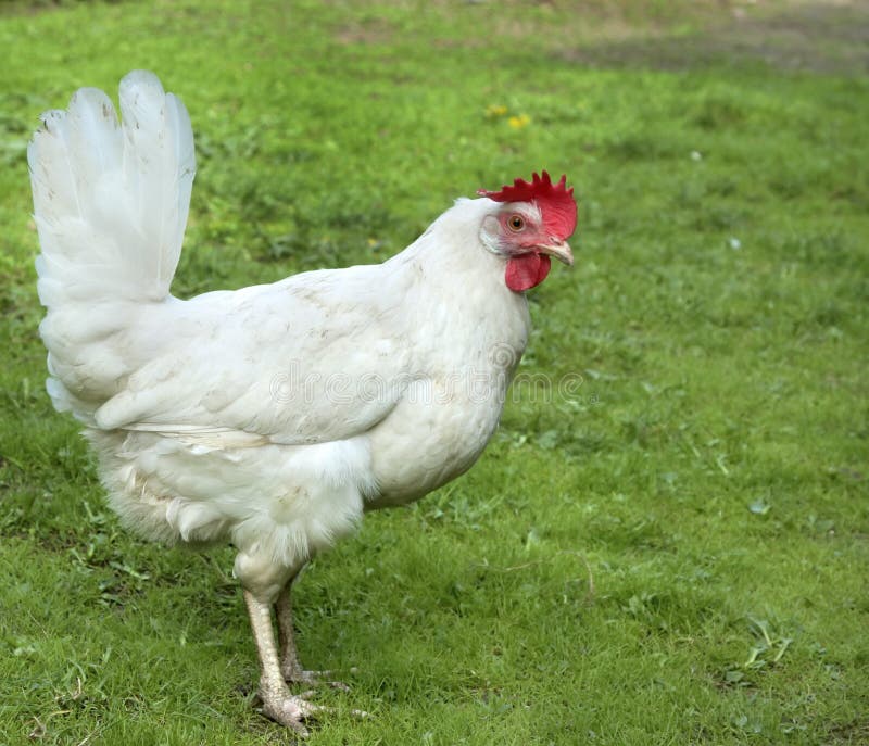 Silkie Pekin Bantam Cross Chickens Stock Photo - Image of birds ...
