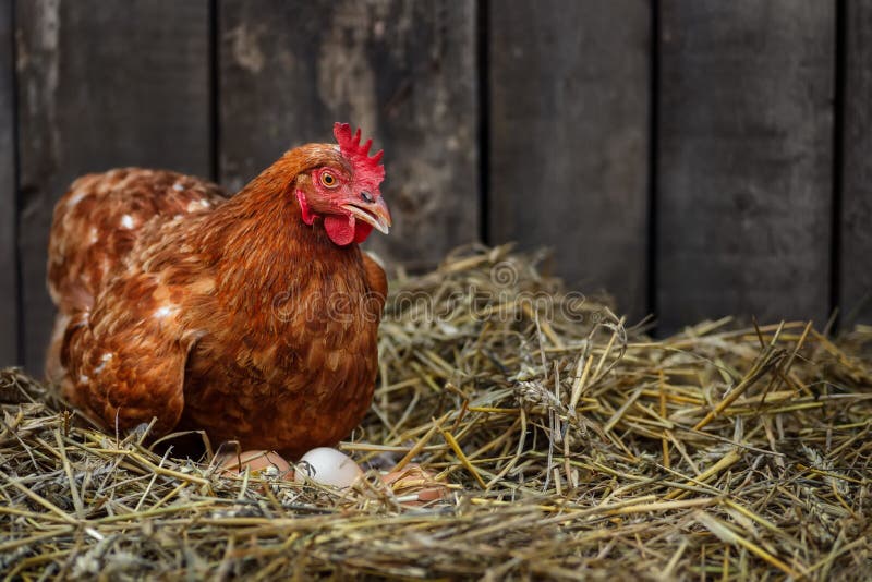 Brown Hen Sits on the Eggs in Hay Inside Chicken Coop Stock Photo ...