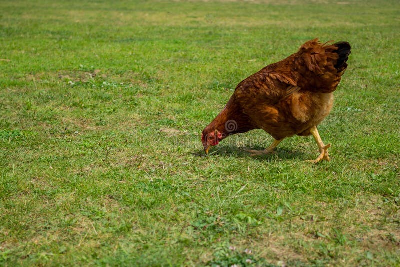 Brown Hen Standing in a Garden Stock Photo - Image of scenic, farm ...